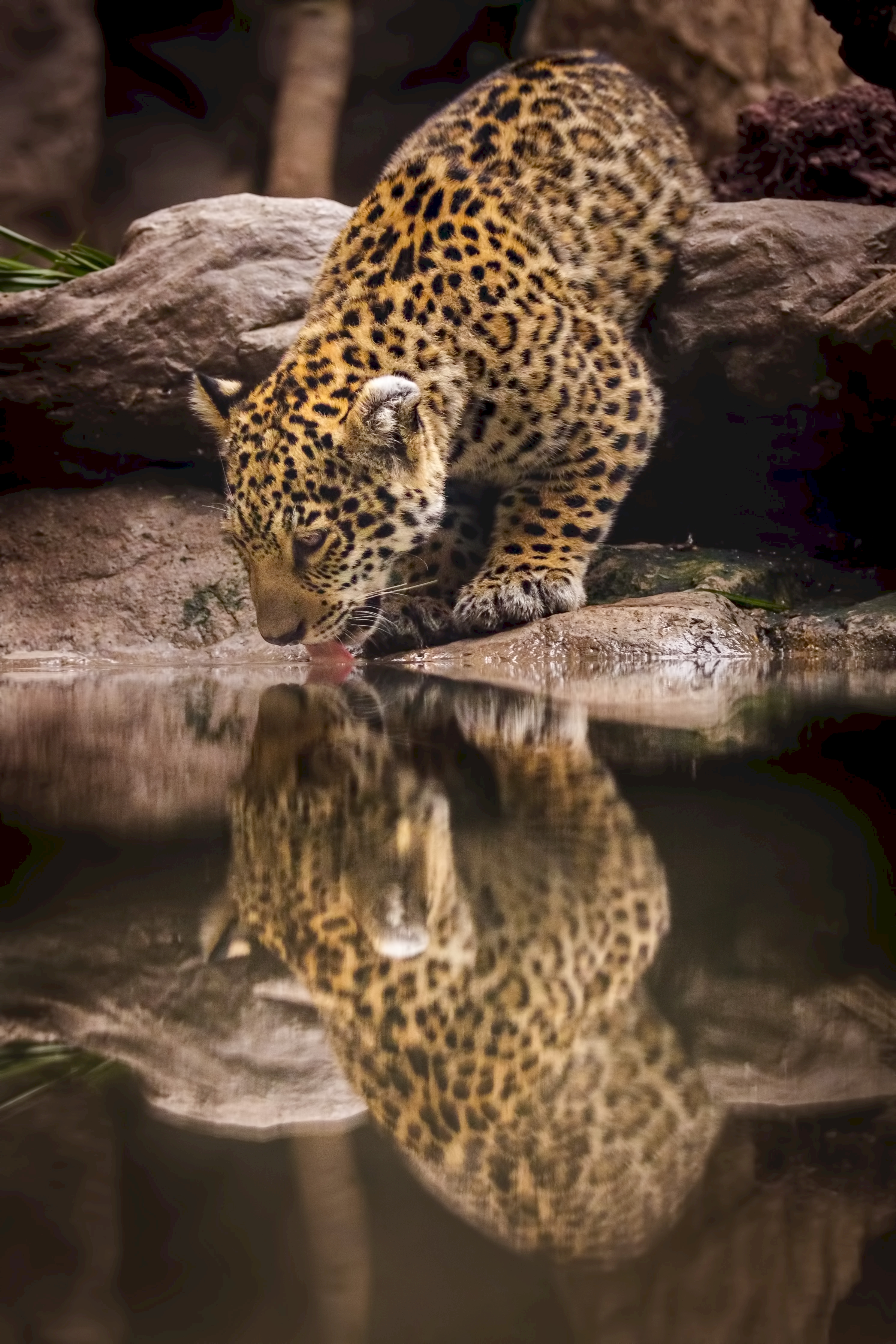 Ascension: The Illumination of the Holy Spirit (7 Jaguar/IX) | Jaguar ...