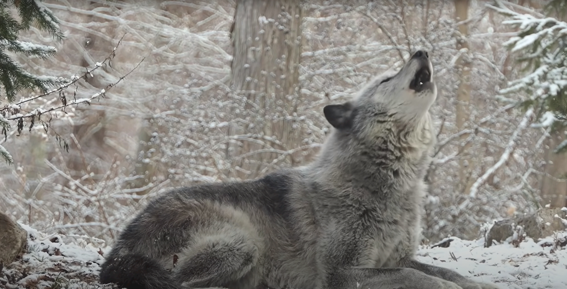 Wolf Full Moon: A Call to the Pack | Jaguar Spirit