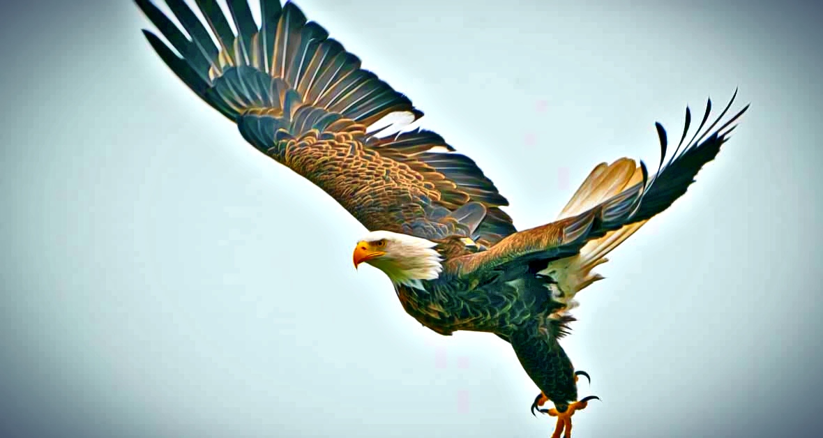 8 Eagle / MEN – Ascension of Consciousness: Day 8 of 13 | Jaguar Spirit