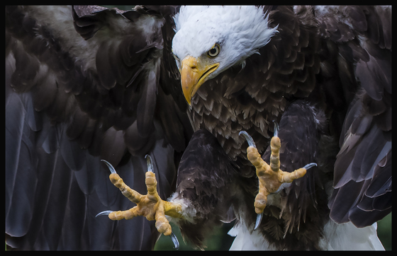 7 Eagle / MEN – The Light of the Scion: Day 7 of 13 | Jaguar Spirit
