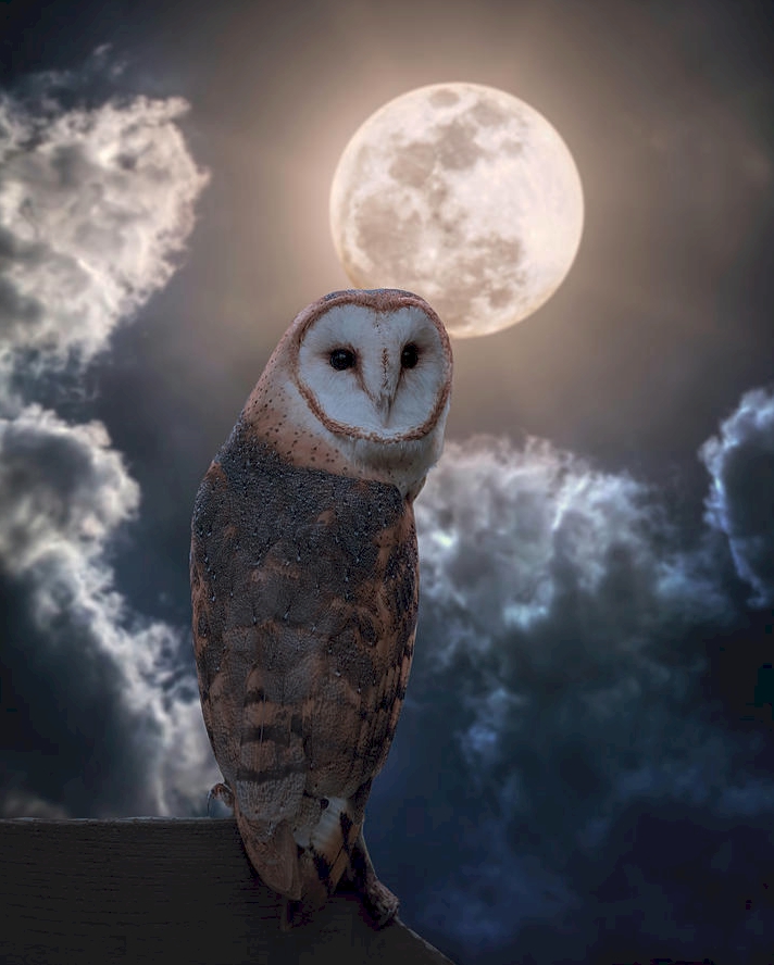 Telescopic Vision: Seeing What’s Behind (2 Wisdom/CIB) | Jaguar Spirit