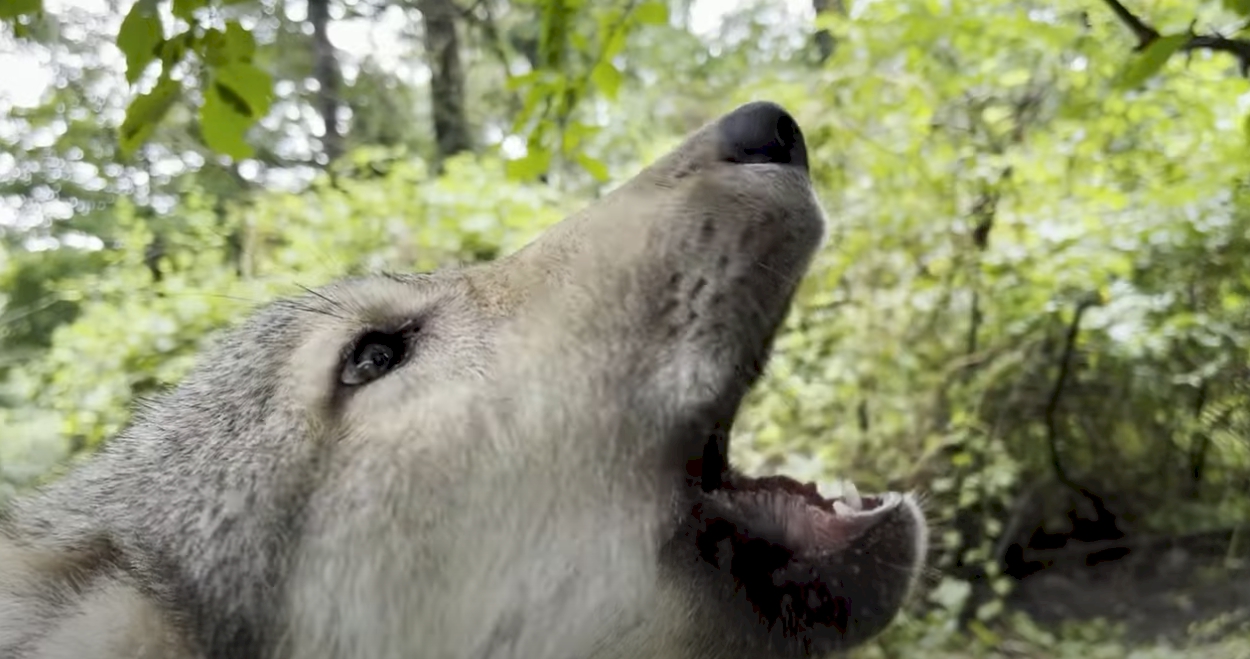 A Revelation of Light: The Bonds of Love (11 Dog/OC) | Jaguar Spirit