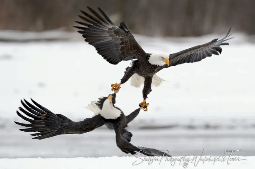 The Creation of Our Highest Perspective | Jaguar Spirit
