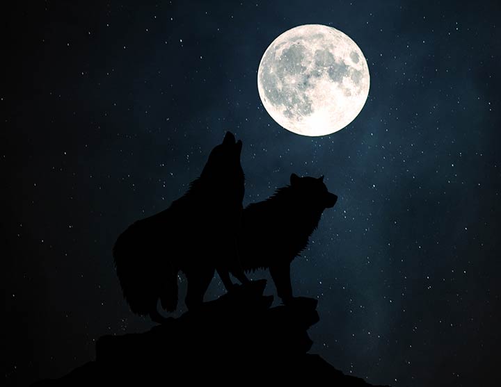 Moon Phases: New Moon, Jan 11; Full Wolf Moon, Jan 25, 2024 | Jaguar Spirit