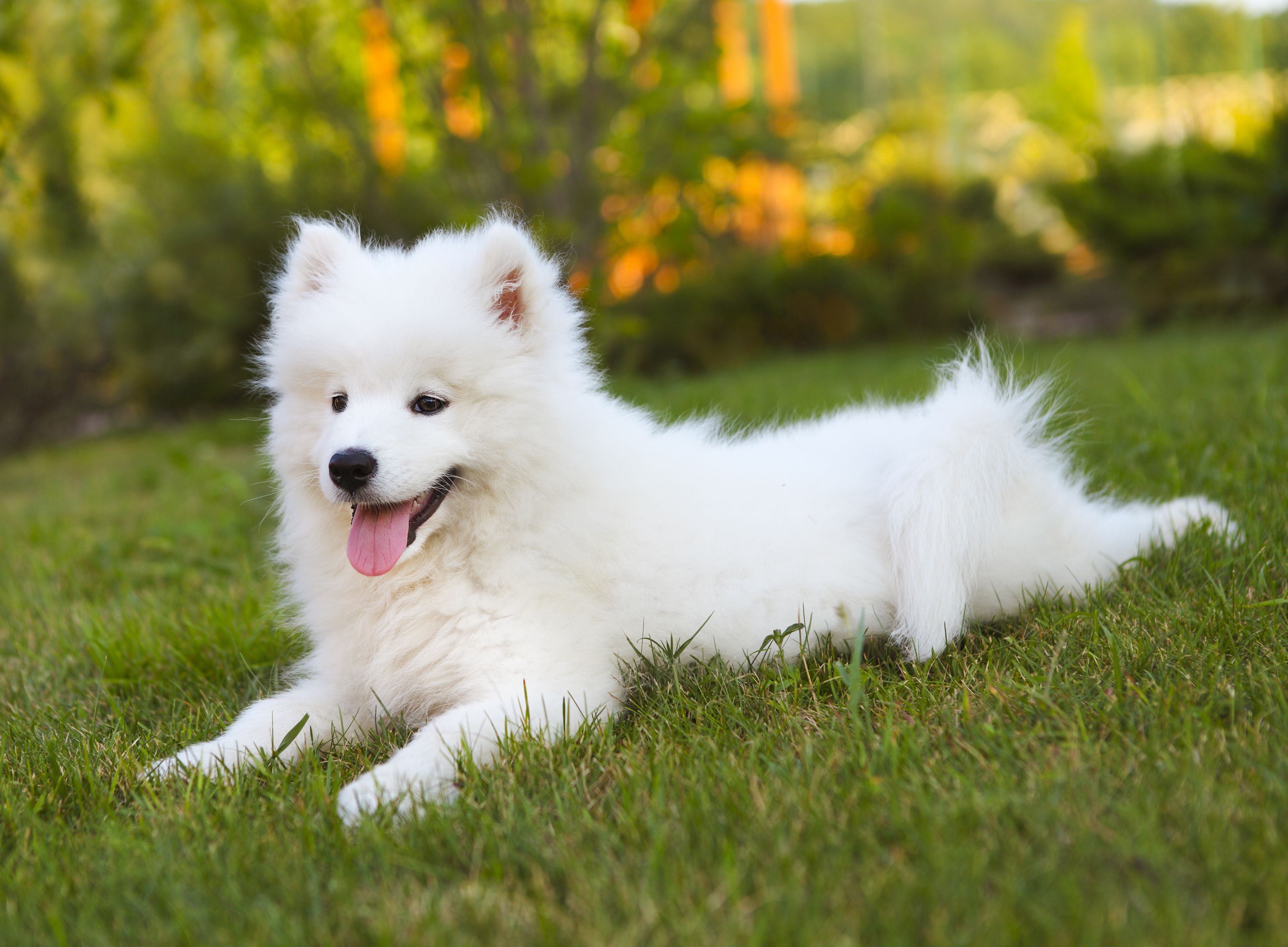 Signs of Major Transformation: The Creator’s Highest Purpose (5 Dog/OC ...