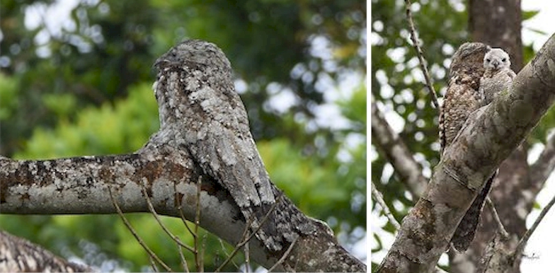 Nature Discovery: A Ghostly Bird for the Spooky Full Moon | Jaguar Spirit