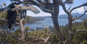 FLEDGE ANNOUNCEMENT: Sunny Takes Off! 06/02/2025, 10:46 AM (PT ...